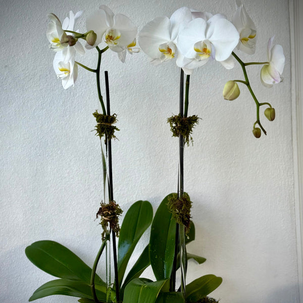 Products - Flower Lab